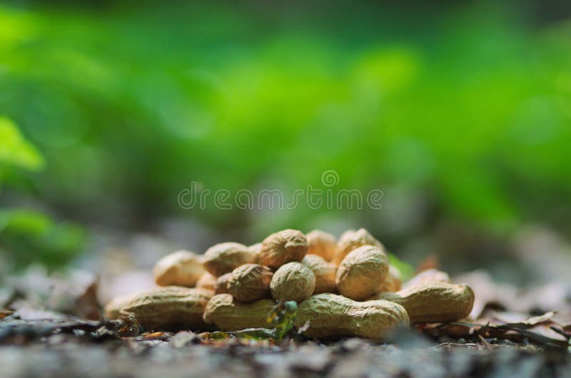 Peanuts in the nature stock photo. Image of green, beauty - 128047738