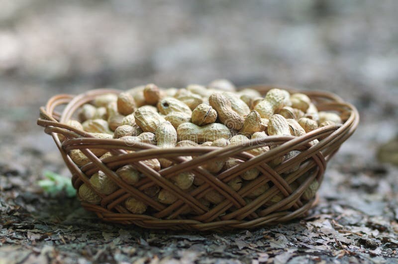 Peanuts in the nature stock image. Image of nature, green - 128047745