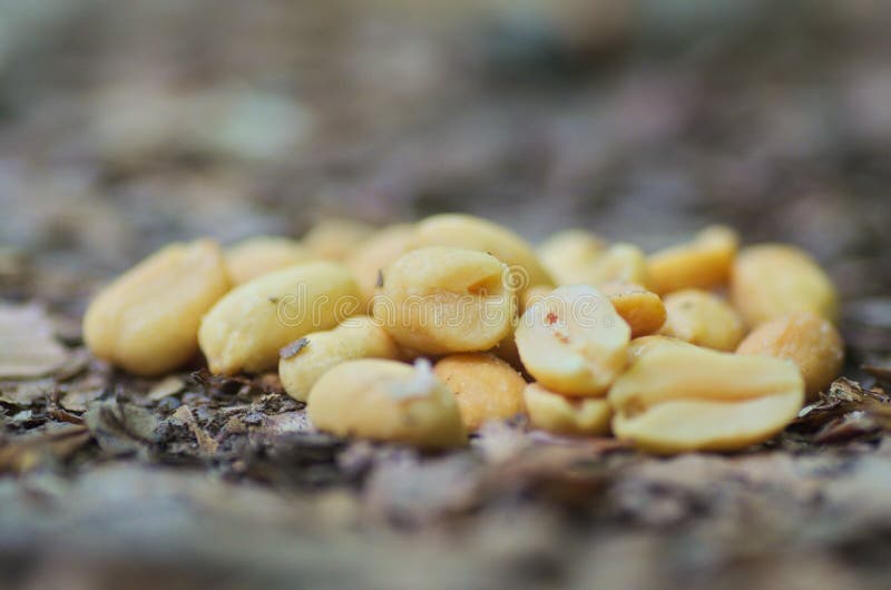 Peanuts in the nature stock image. Image of brown, core - 128047761