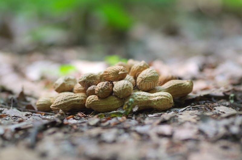 Peanuts in the nature stock image. Image of beautiful - 128047667
