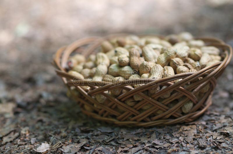 Peanuts in the nature stock photo. Image of close, macro - 128047748