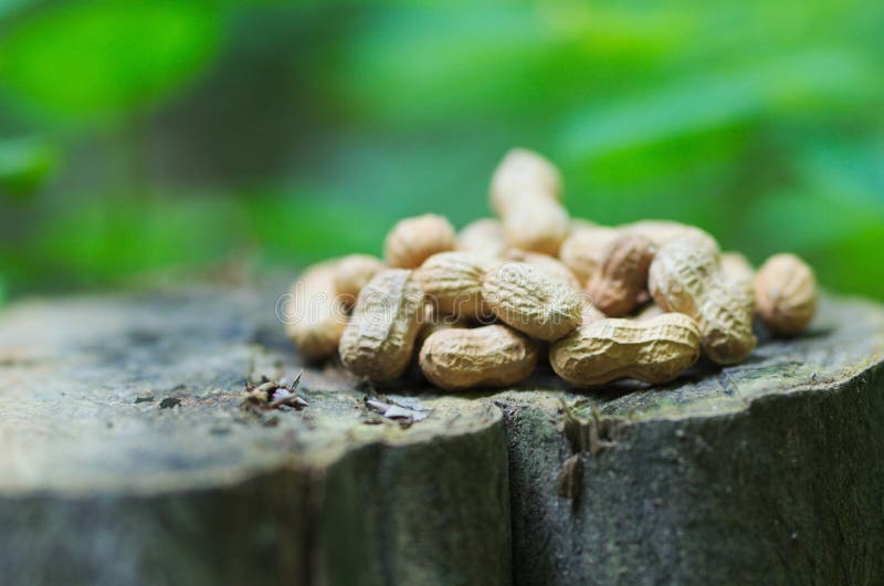 Peanuts in the nature stock photo. Image of diet, nature - 128047764