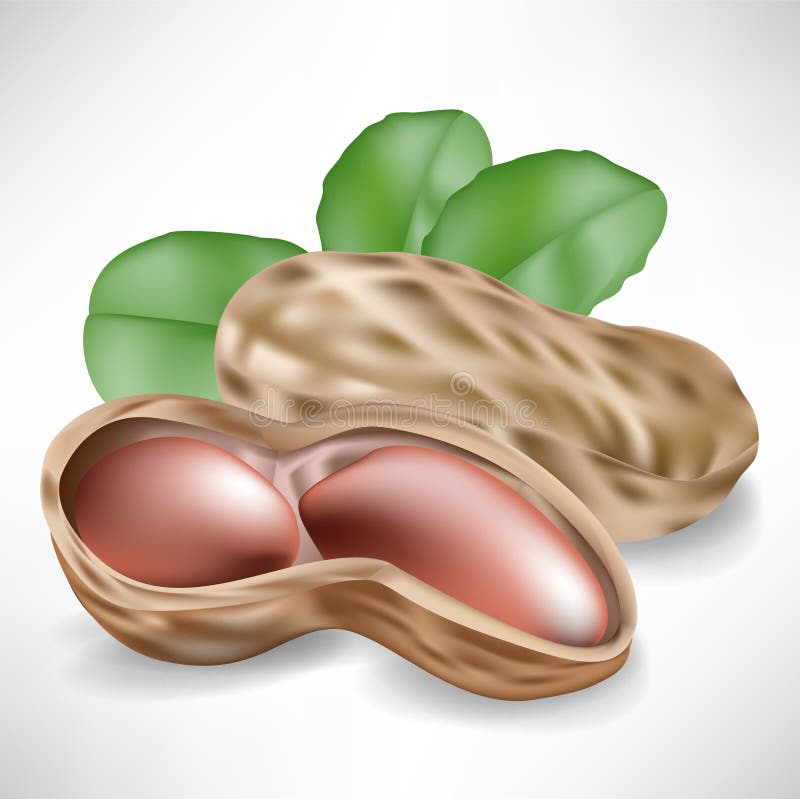 Nutshell Stock Illustrations – 11,298 Nutshell Stock Illustrations ...