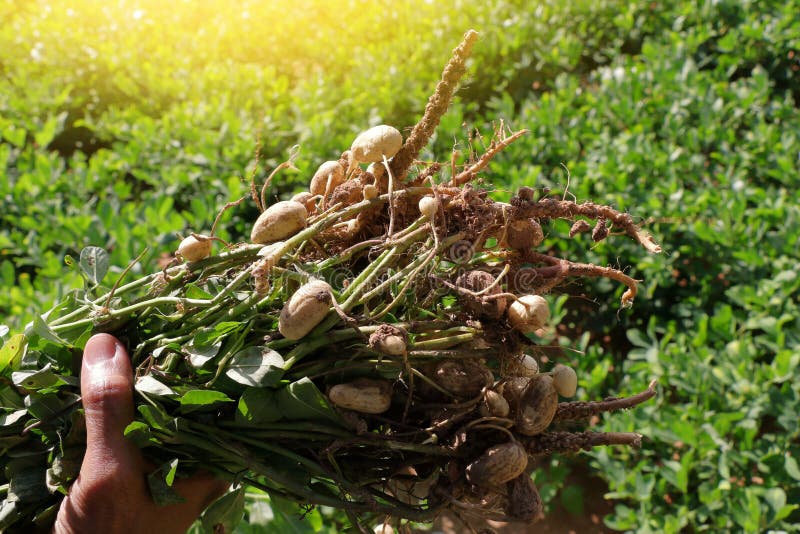 Peanuts plants with roots. stock image. Image of fresh - 77233929