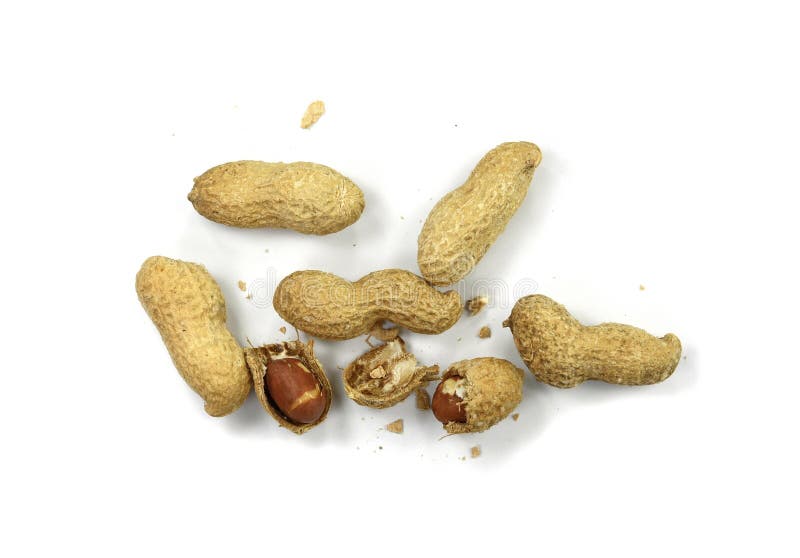 Peanuts Pod Isolated on the White Background. Stock Photo - Image of ...