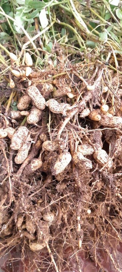 Peanuts when Pulled for Harvest Stock Photo - Image of peanut, pulled ...