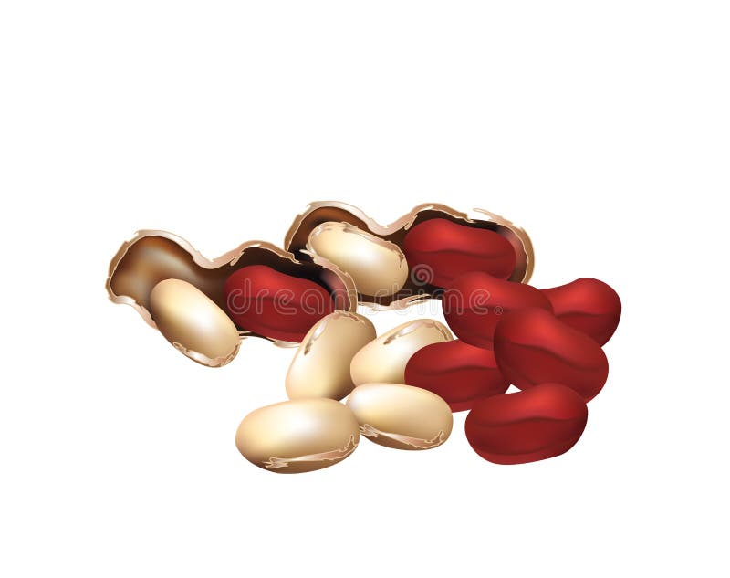 Boiled Peanut Stock Illustrations – 95 Boiled Peanut Stock ...