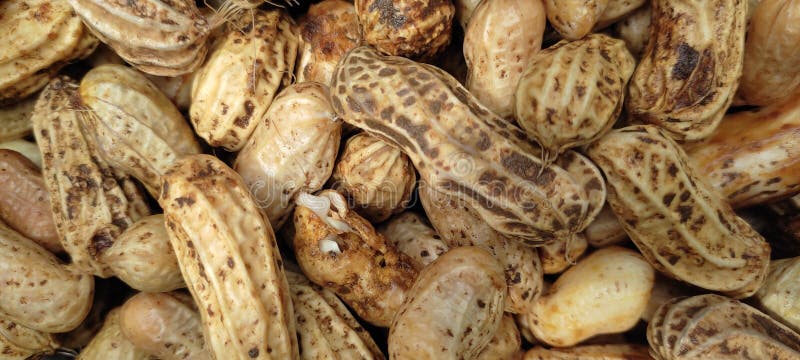 Peanuts seeds stock image. Image of healthy, color, brown - 242347271