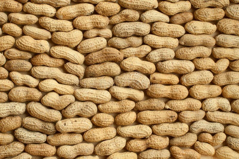 Two peanuts in a shell stock photo. Image of peanuts, objects - 174054
