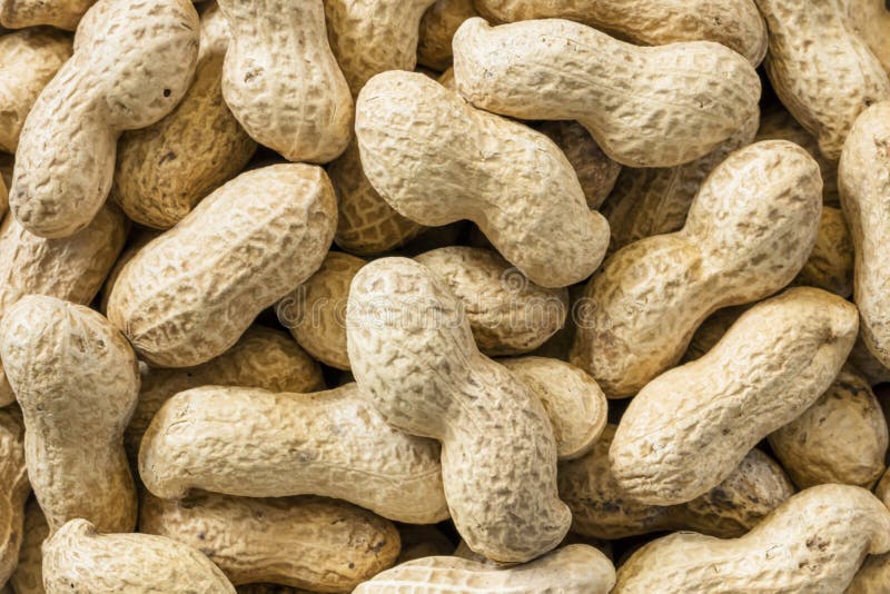 Two peanuts in a shell stock photo. Image of peanuts, objects - 174054
