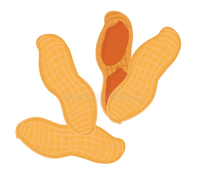 Peanuts in shell, icon stock vector. Illustration of food - 261370977