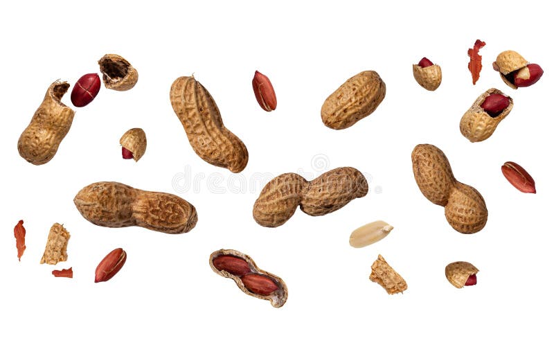 Peanuts with Shell and Peeled Nut Isolated Stock Illustration ...
