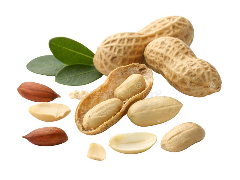 Peanuts in Shell and Shelled Isolated Stock Illustration - Illustration ...