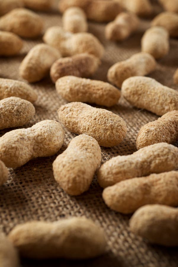 Peanuts with shell stock photo. Image of fried, cuisine - 145695930