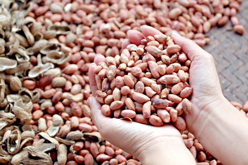 112 Pig Like Hand Stock Photos - Free & Royalty-Free Stock Photos from ...