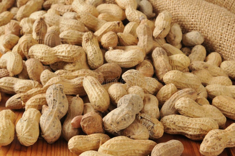 Peanuts stock image. Image of selective, food, burlap - 51210653