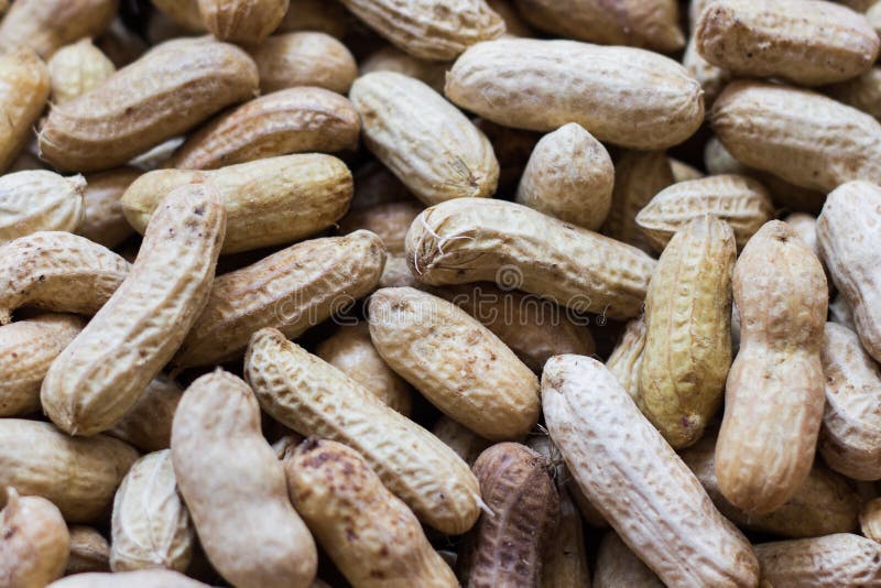 Peanuts stock image. Image of groundnut, nutrients, earthnut - 51369423