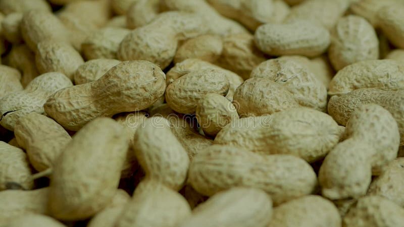 Peanuts in the Skin in Close-up.Peanuts in Shells,peanut Beans. Stock ...