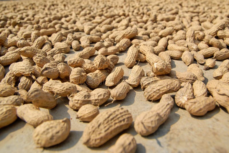Peanuts sundried stock image. Image of drying, sundried - 10704047
