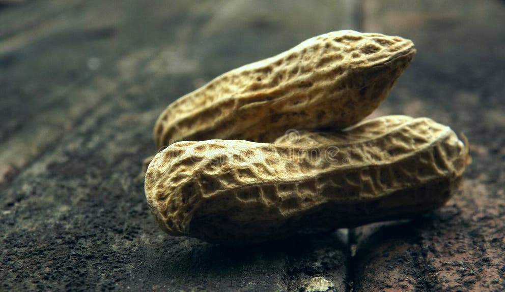 Peanut stock image. Image of reptile, rattlesnake, serpent - 98922373