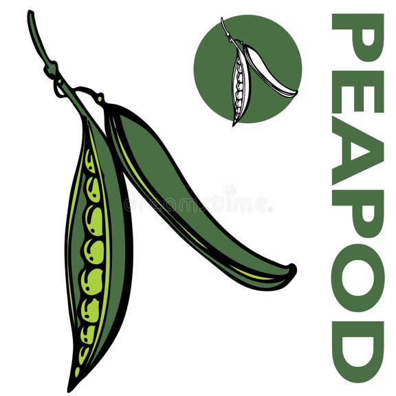 Drawing Peapod Stock Illustrations – 86 Drawing Peapod Stock ...