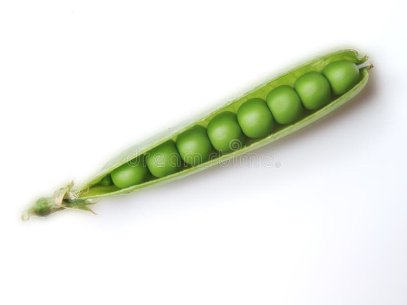Peapod stock photo. Image of vegetable, garden, hull, legumen - 5656040