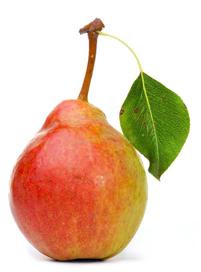 Flemish Pear stock image. Image of autumn, green, fall - 6493439