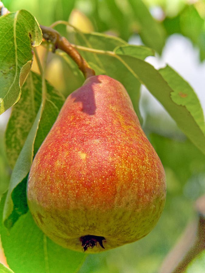 Pear stock photo. Image of leaf, fruit, ripe, biological - 11169078