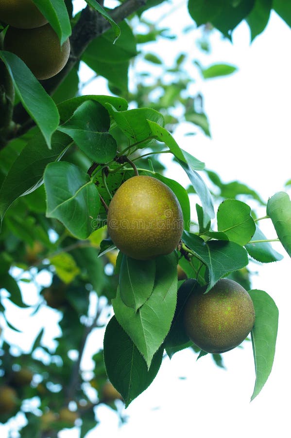 Pear stock image. Image of seasonal, selective, fruits - 26101289