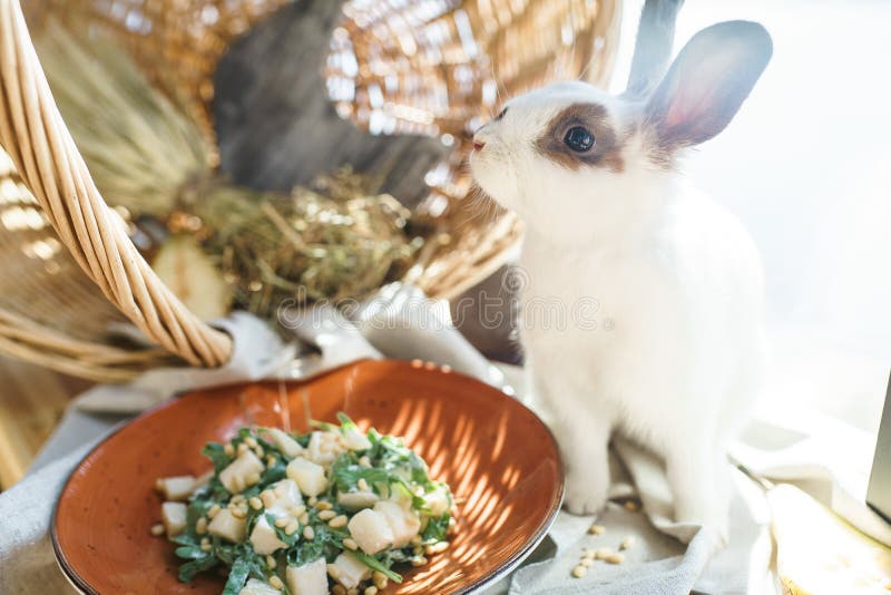 Pear and Arugula Salad with Pine Nuts Near the Beautiful White Rabbit ...