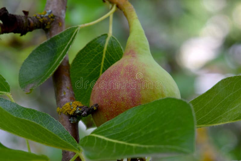 Pear Baby Ripening in the Fruit Tree 03 Stock Image - Image of blue ...