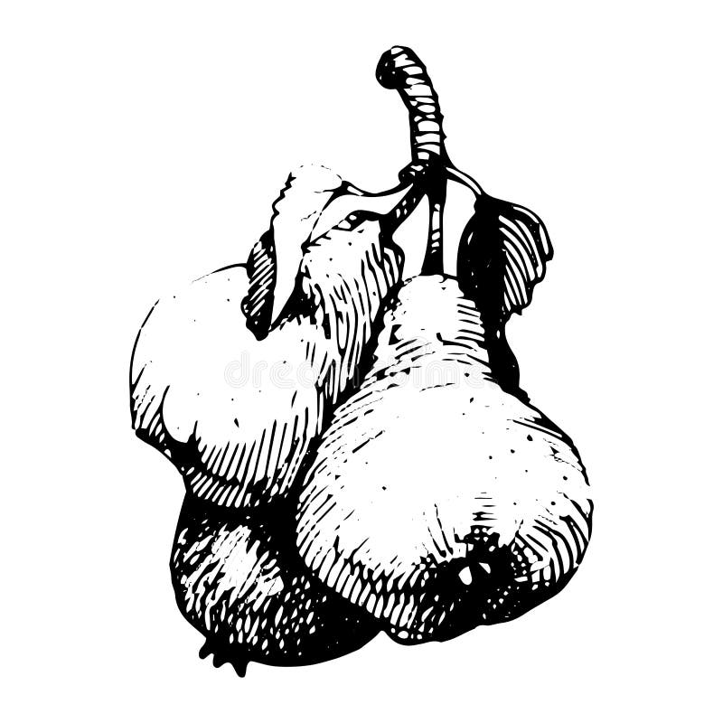 Pear Black Ink Drawing Illustration. Stock Vector - Illustration of ...