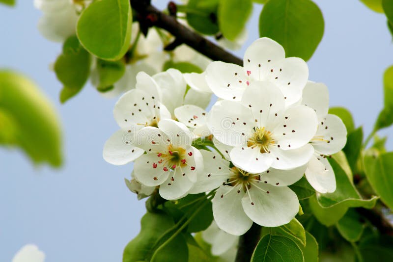 Pear blossom stock image. Image of season, pear, tree - 16843999