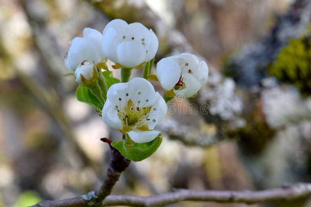 Pear Blossom Pink Bud Cluster Stock Image - Image of outdoor, natural ...