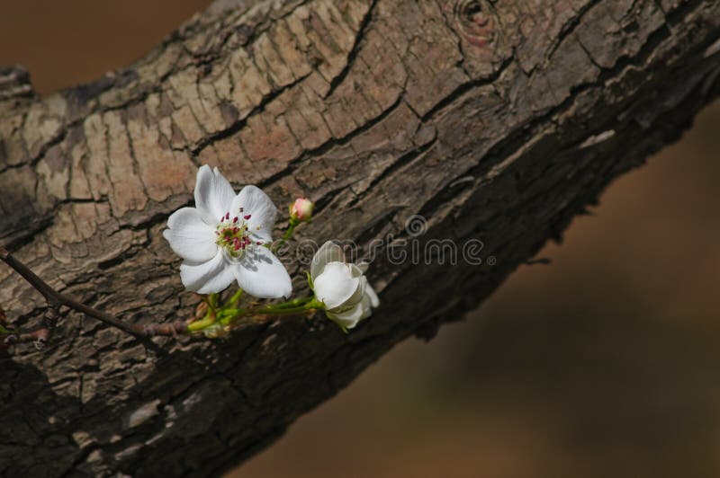 Pear blossom stock image. Image of blossom, fresh, sunny - 52453381