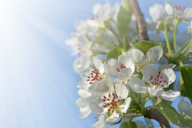 Pear Blossom stock image. Image of space, leaves, garden - 65163095