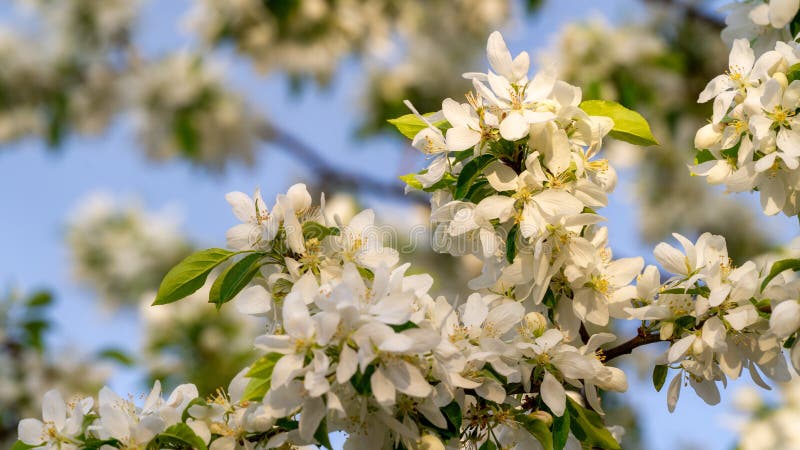 Pear Blossoms in Bend Oregon in the Spring Stock Image - Image of pear ...