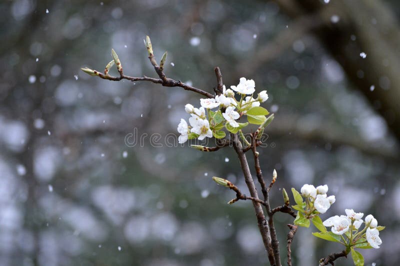 Pear Blossoms in Spring Under the Snow Stock Photo - Image of spring ...