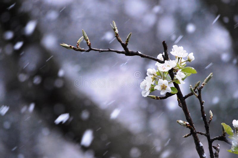 Pear Blossoms in Spring Under the Snow Stock Image - Image of tree ...