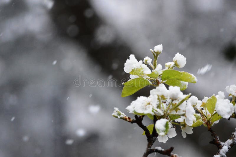 Pear Blossoms in Spring Under the Snow Stock Photo - Image of spring ...