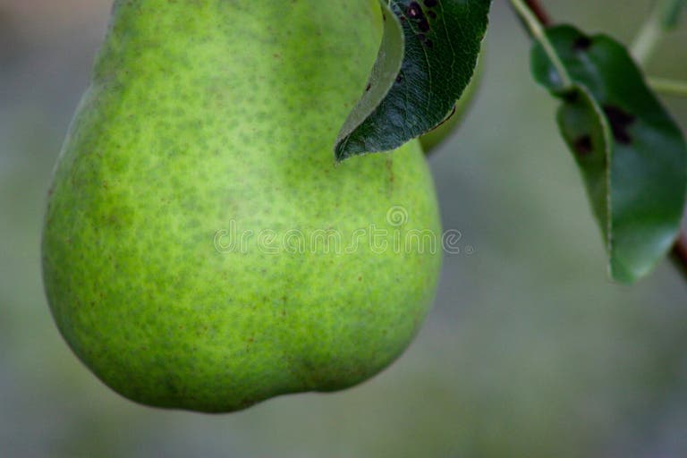 Pear Fruit Bottom Abstract 02 Stock Photo - Image of buds, pyrus: 399219972