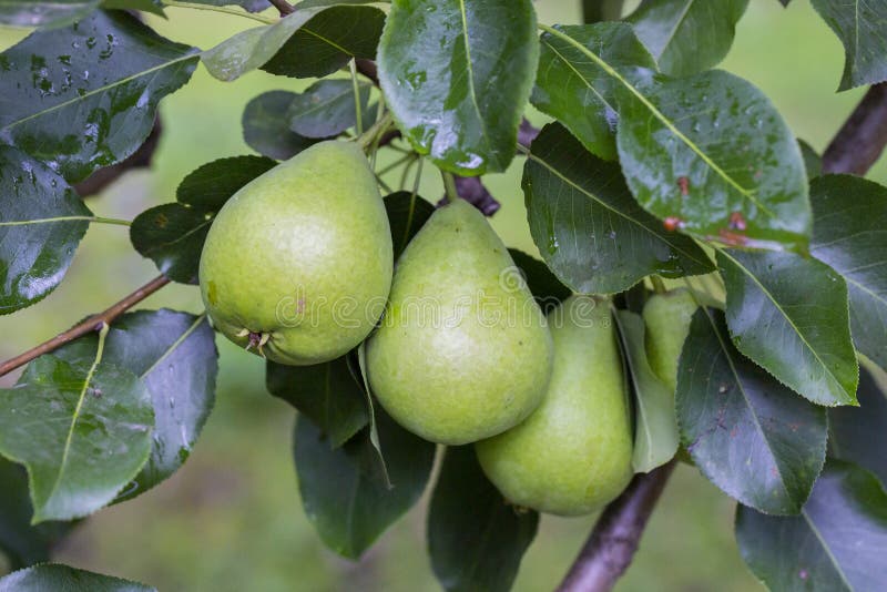 Pear on a Branch in the Garden. Pears Ripen on the Tree. Pears in ...