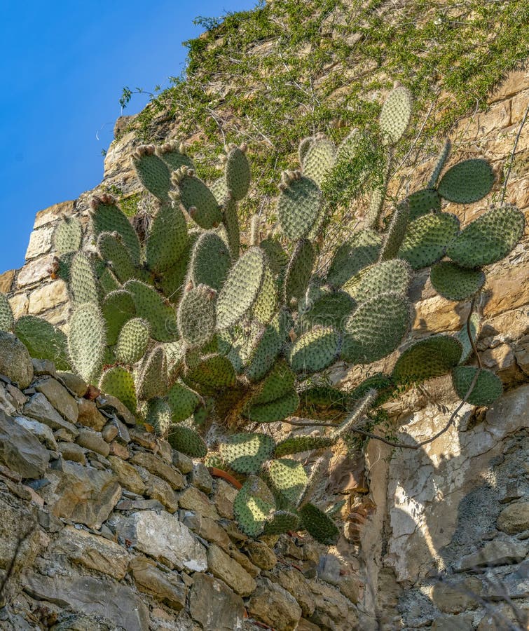 Pear cactus stock image. Image of flora, paddle, pear - 264895731
