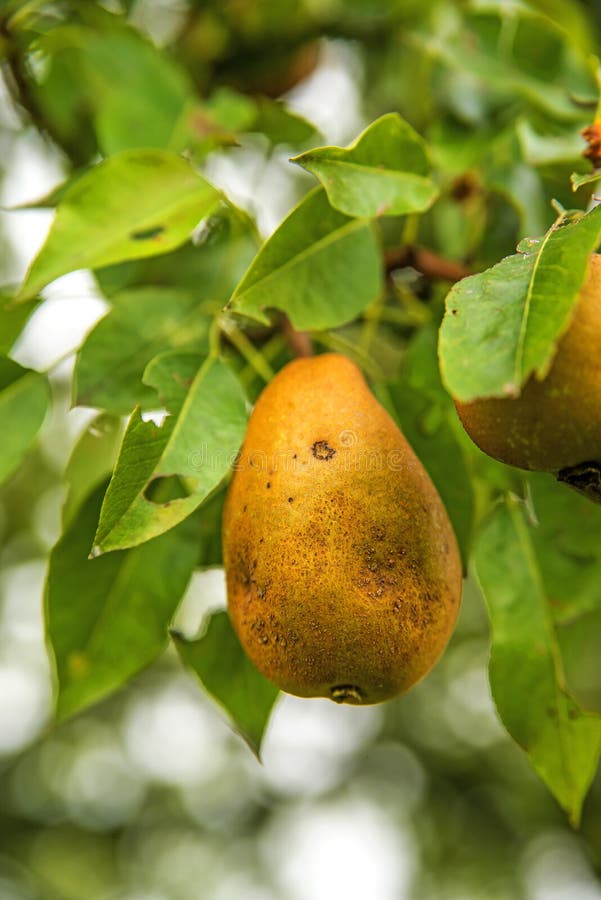 Pear stock image. Image of sour, food, nature, tree, garden - 33860841