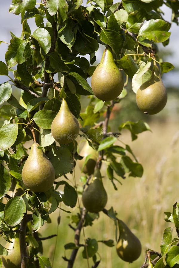 Pear crop stock image. Image of photograph, abundant - 115654387