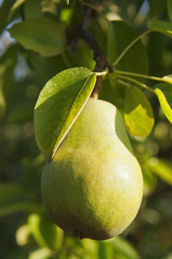 Pear crop on tree stock image. Image of pears, outdoors - 72858087
