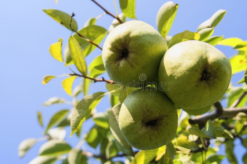 Pear crops on tree stock image. Image of crop, ripe, lighting - 72857807