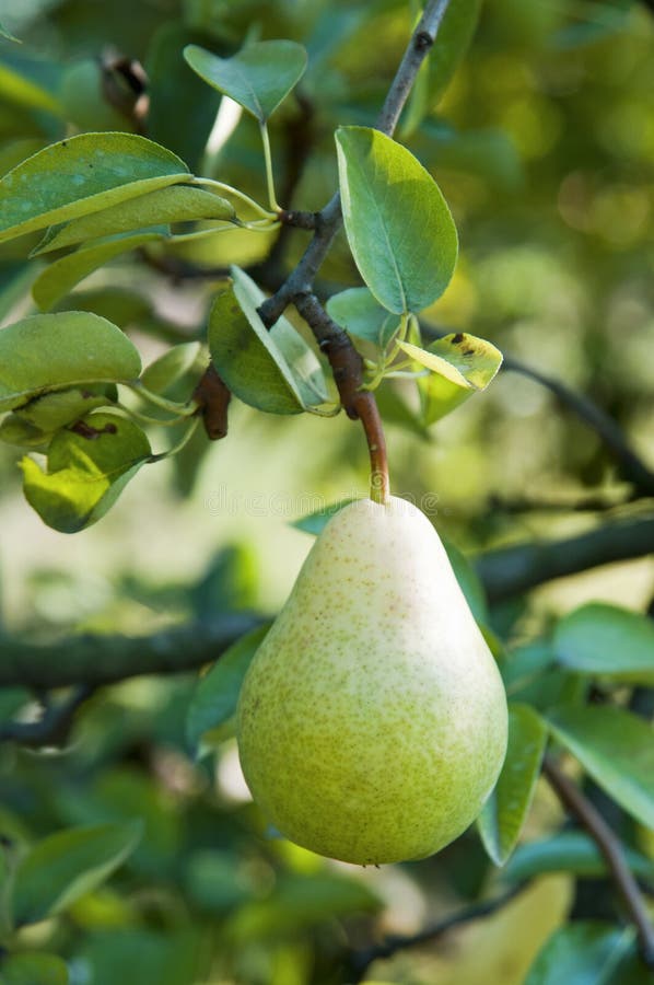 Pear crops on tree stock photo. Image of environment - 72857986
