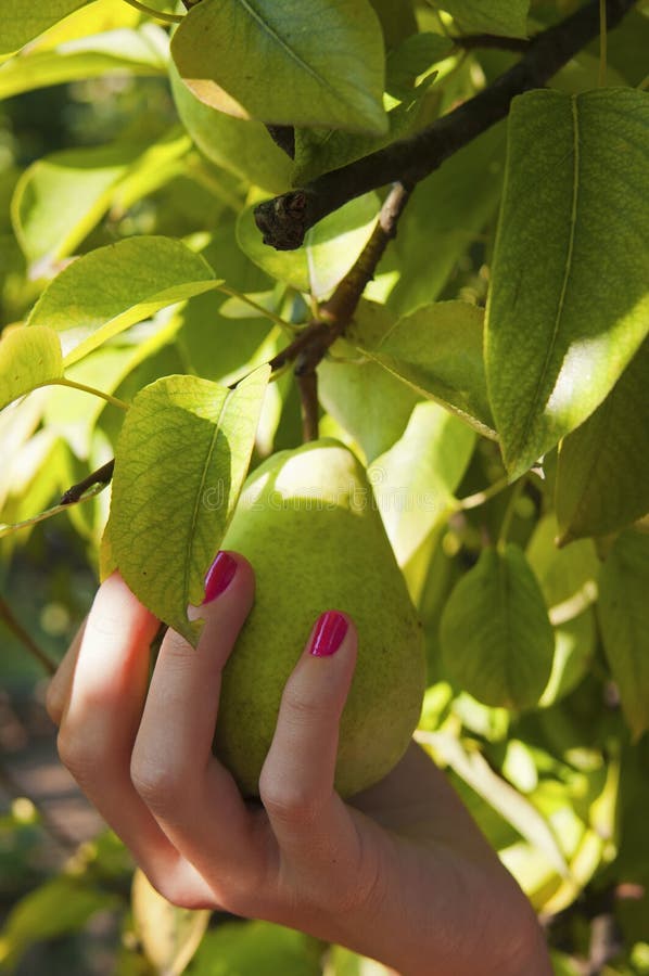 Pear Crops on Tree with Hand Stock Photo - Image of outdoor, plant ...