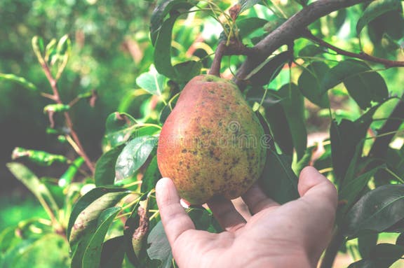 Pear Diseases. Diseases of Fruit Plants. Stock Image - Image of ...